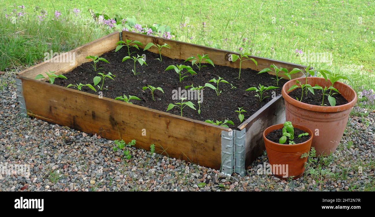 Pepper plants in pallet collar Stock Photo - Alamy