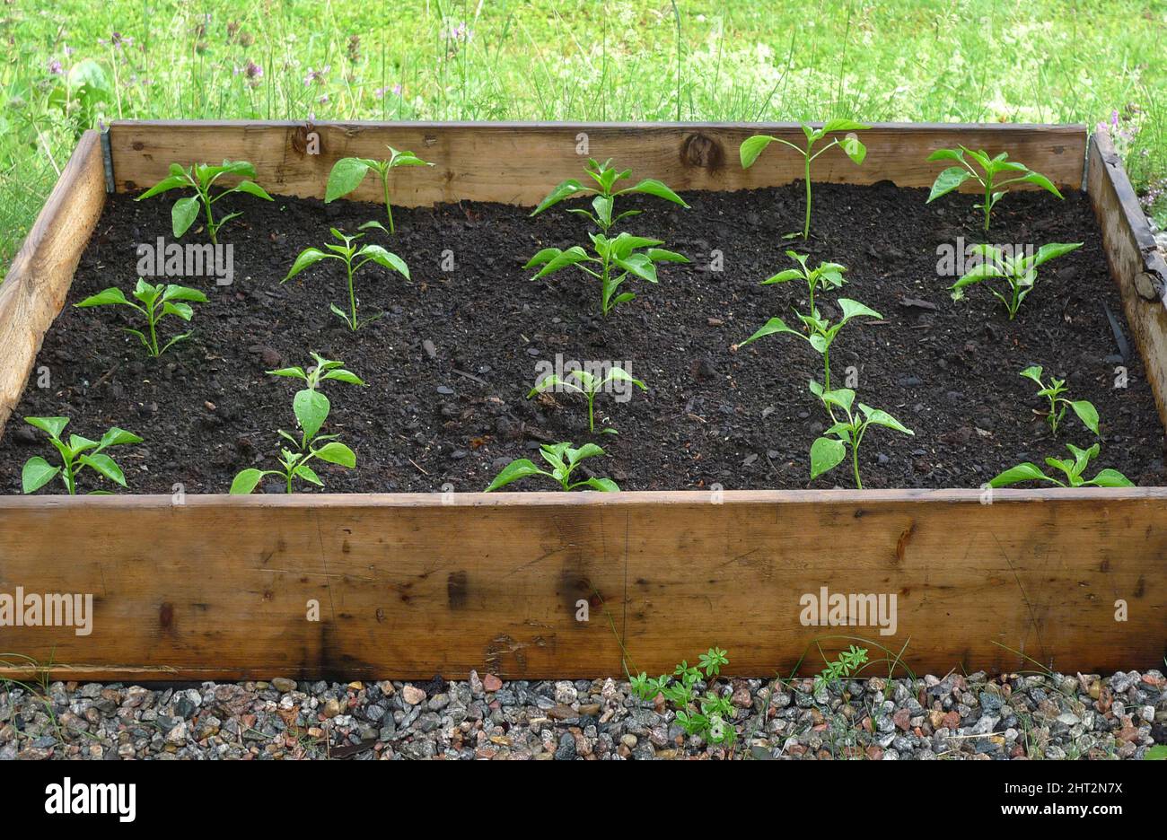 Pepper plants in pallet collar Stock Photo - Alamy