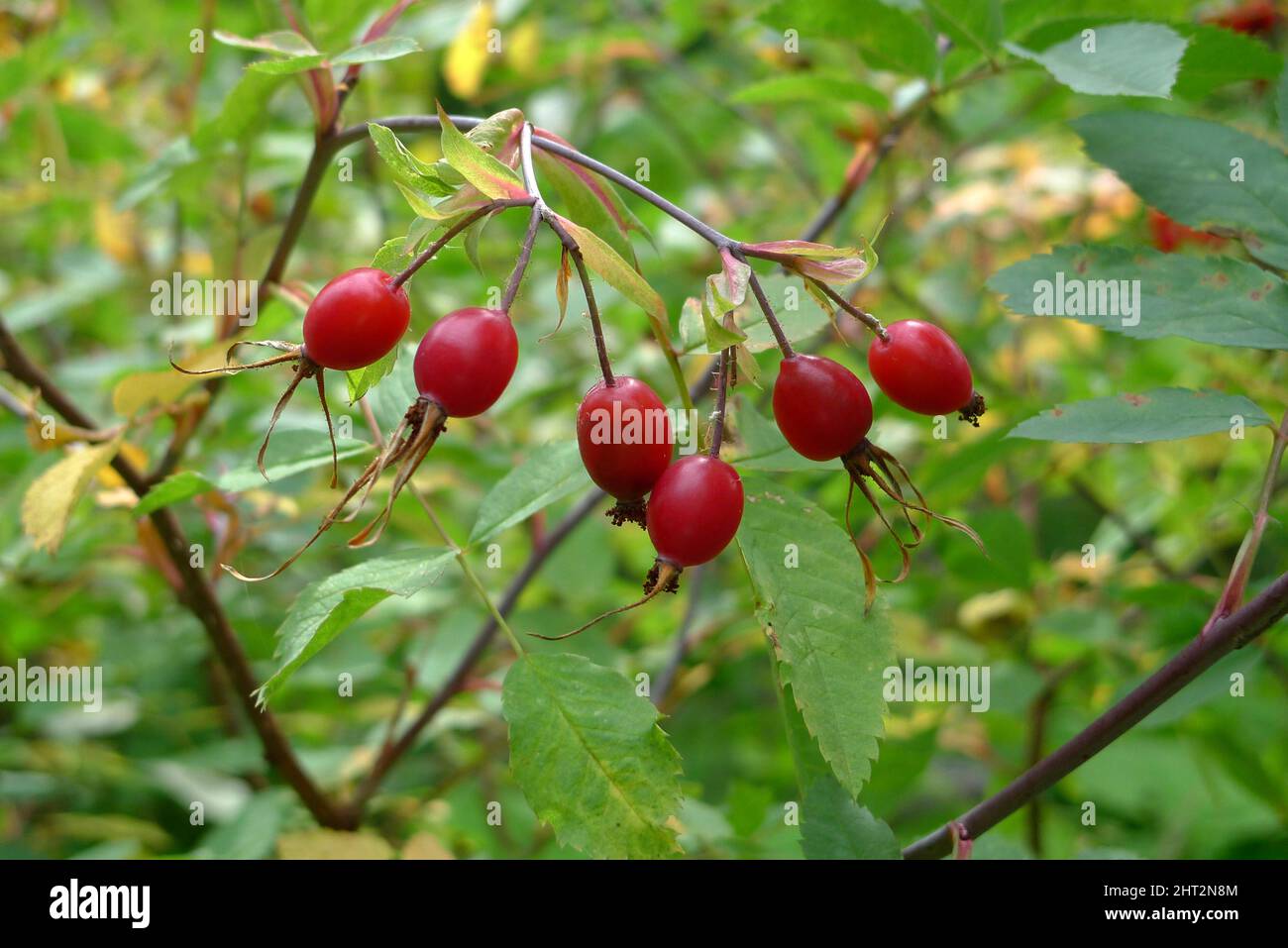 Prickly wild rose hi-res stock photography and images - Alamy