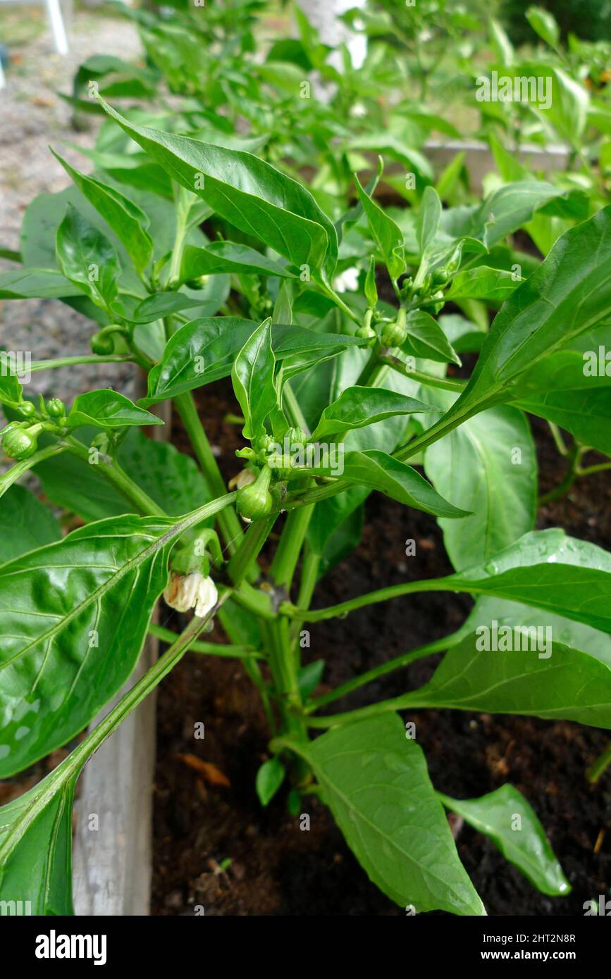 Baby Pepper Plant Hi-res Stock Photography And Images Alamy | atelier ...