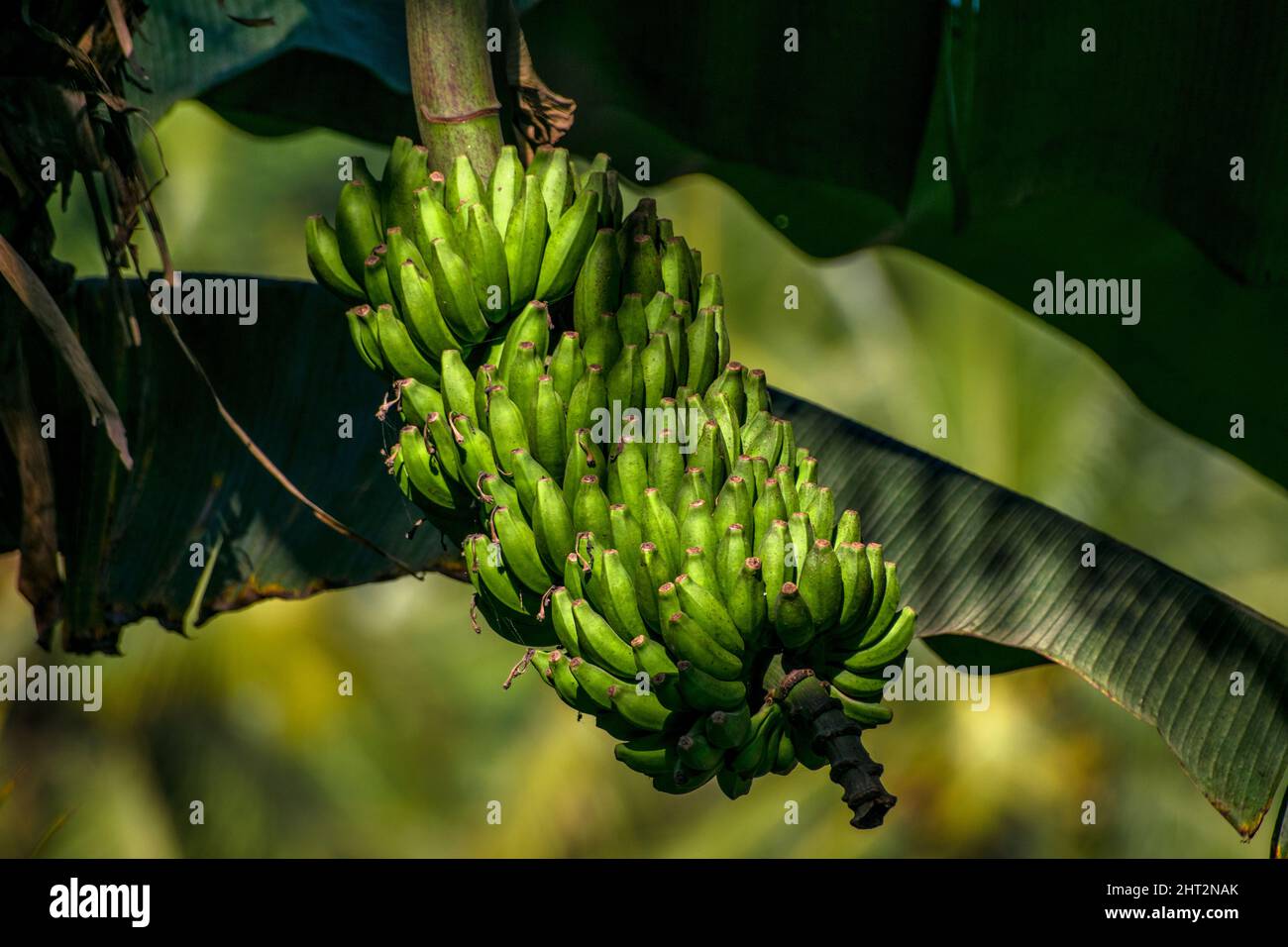 Palayam kodan hi-res stock photography and images - Alamy