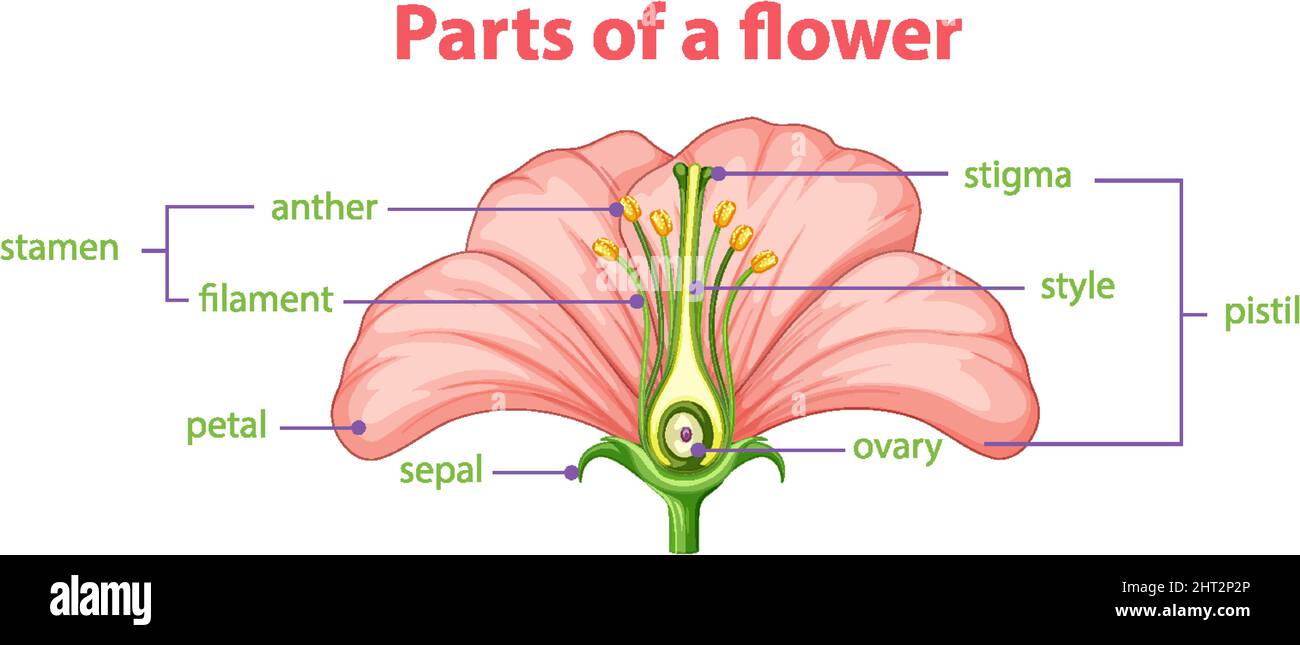 Pollination diagram hi-res stock photography and images - Alamy