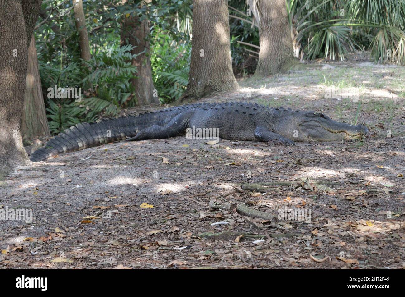 Crocodile crawling in the wilderness Stock Photo - Alamy