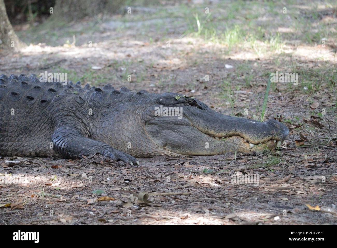 Crocodile crawling in the wilderness Stock Photo - Alamy