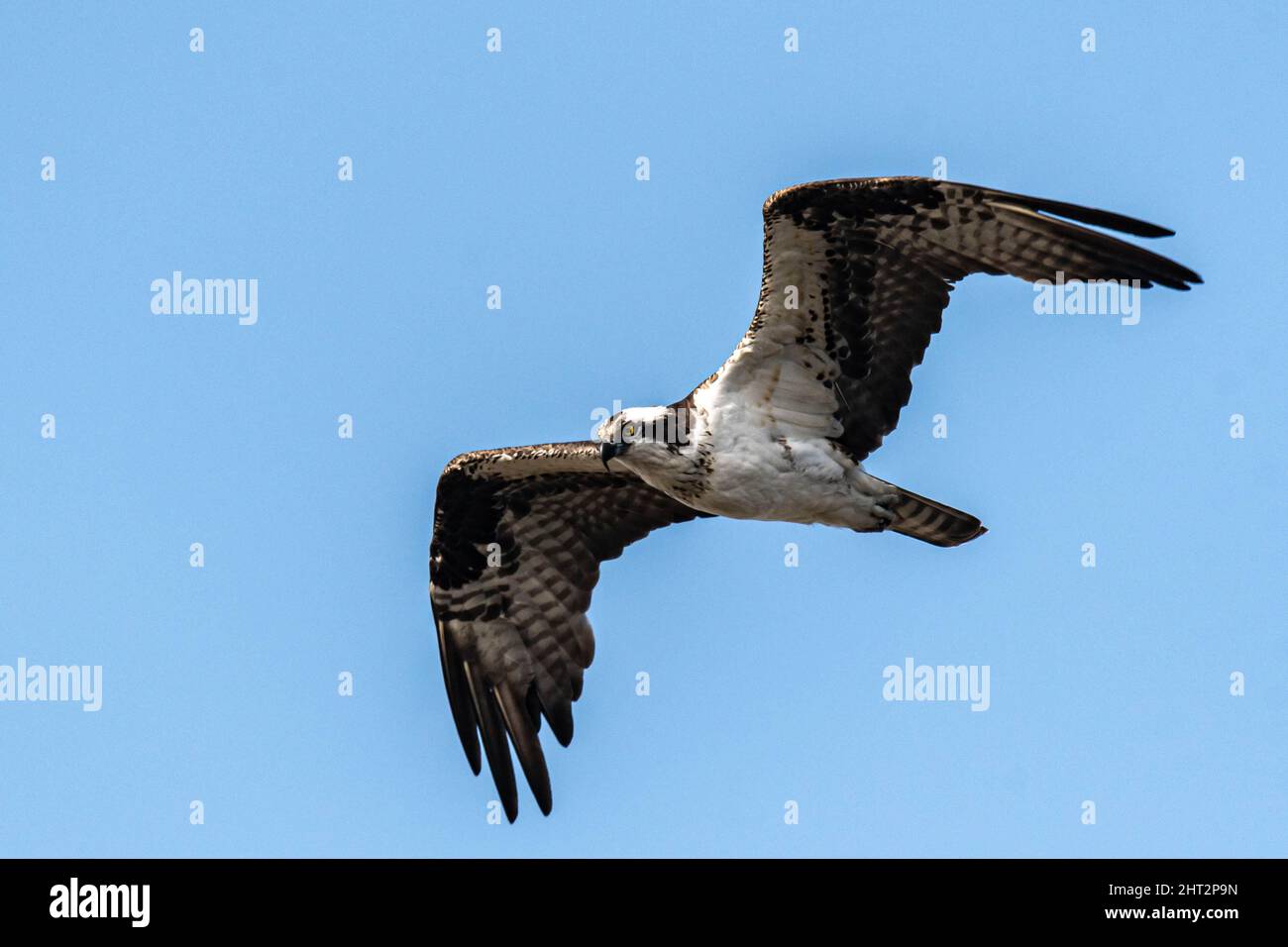 Low angle shot of a flying Osprey bird Stock Photo - Alamy