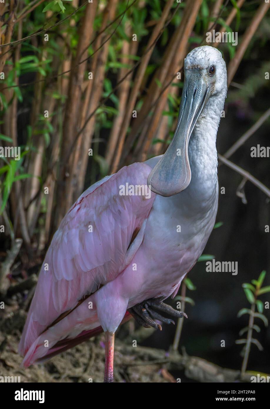 Spoonbill fish florida hi-res stock photography and images - Alamy