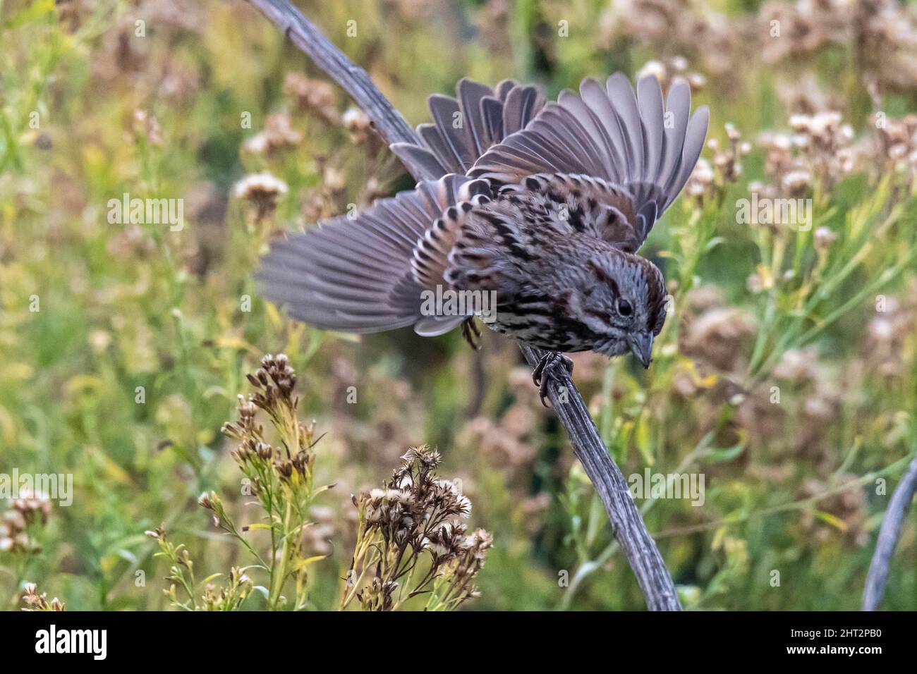 High angle shot of a perched Song sparrow Stock Photo - Alamy