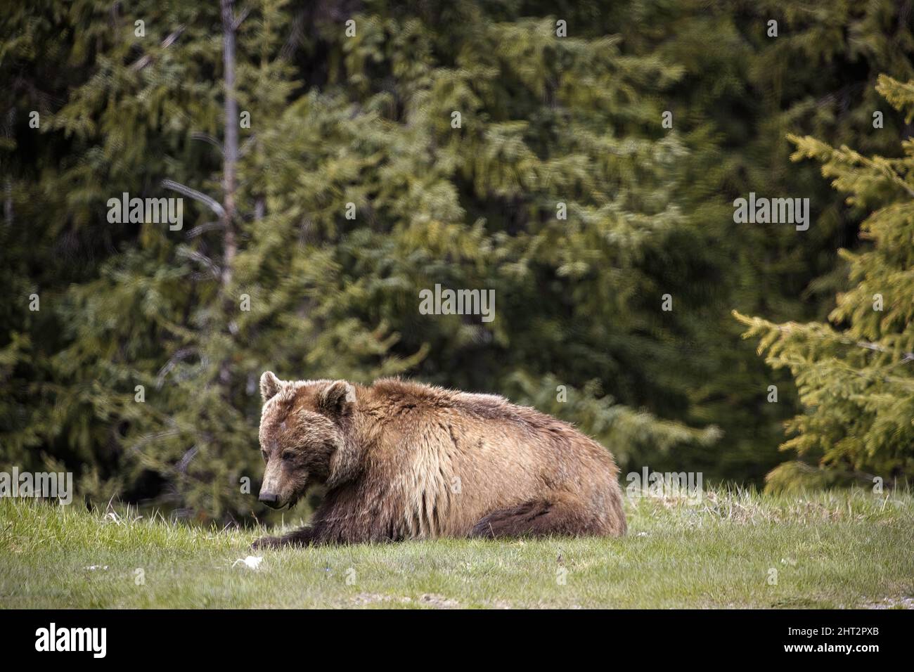Closeup of a grizzly bear lying on the ground in a forest covered in ...