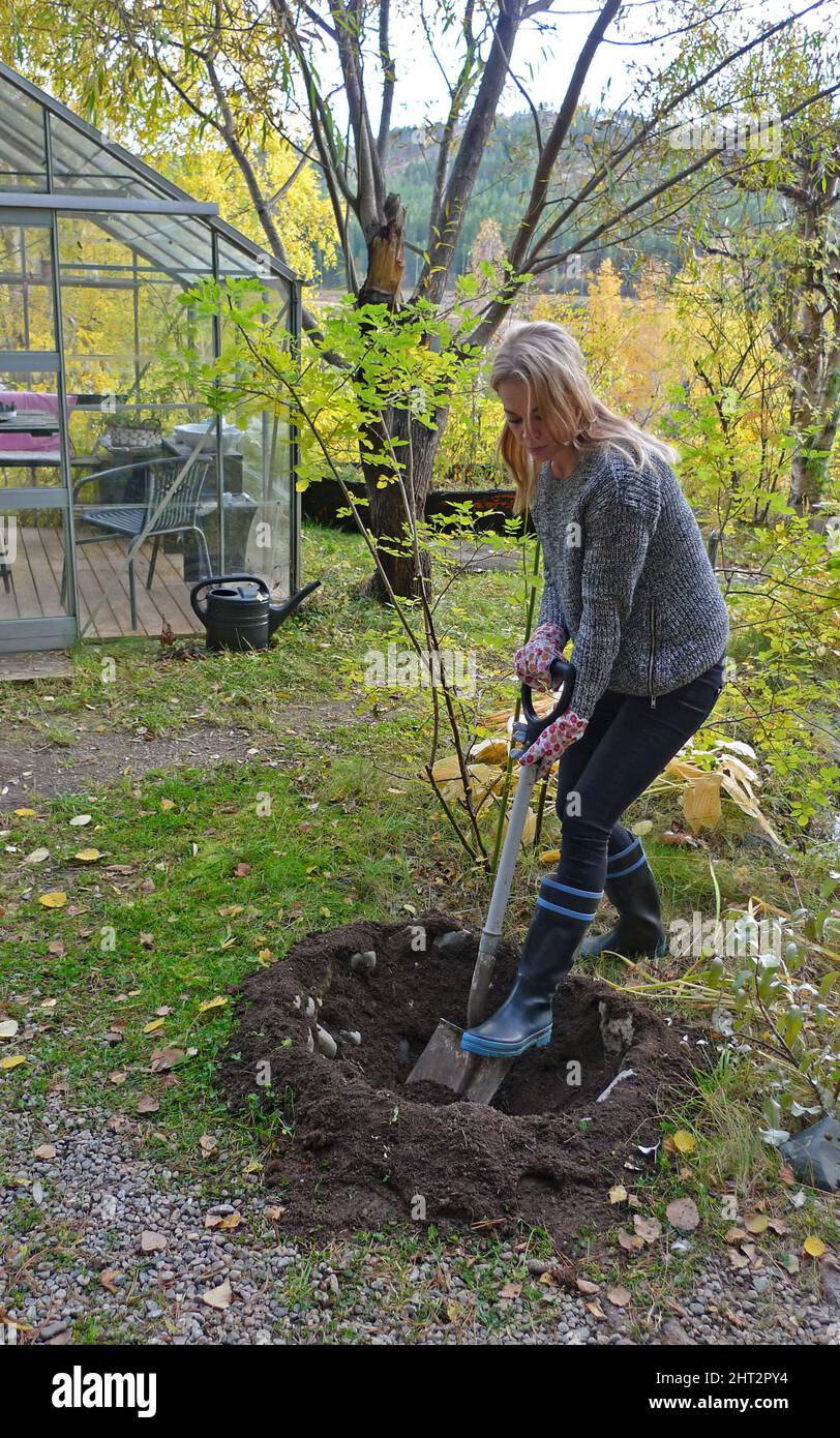 Woman digging in the garden Stock Photo - Alamy