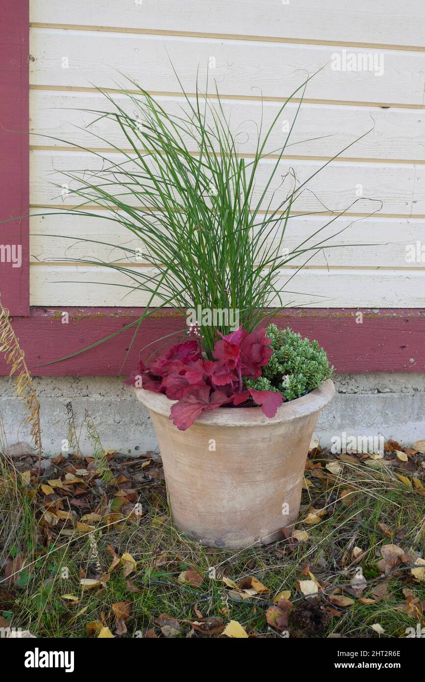 Ornamental grass in pot Stock Photo - Alamy