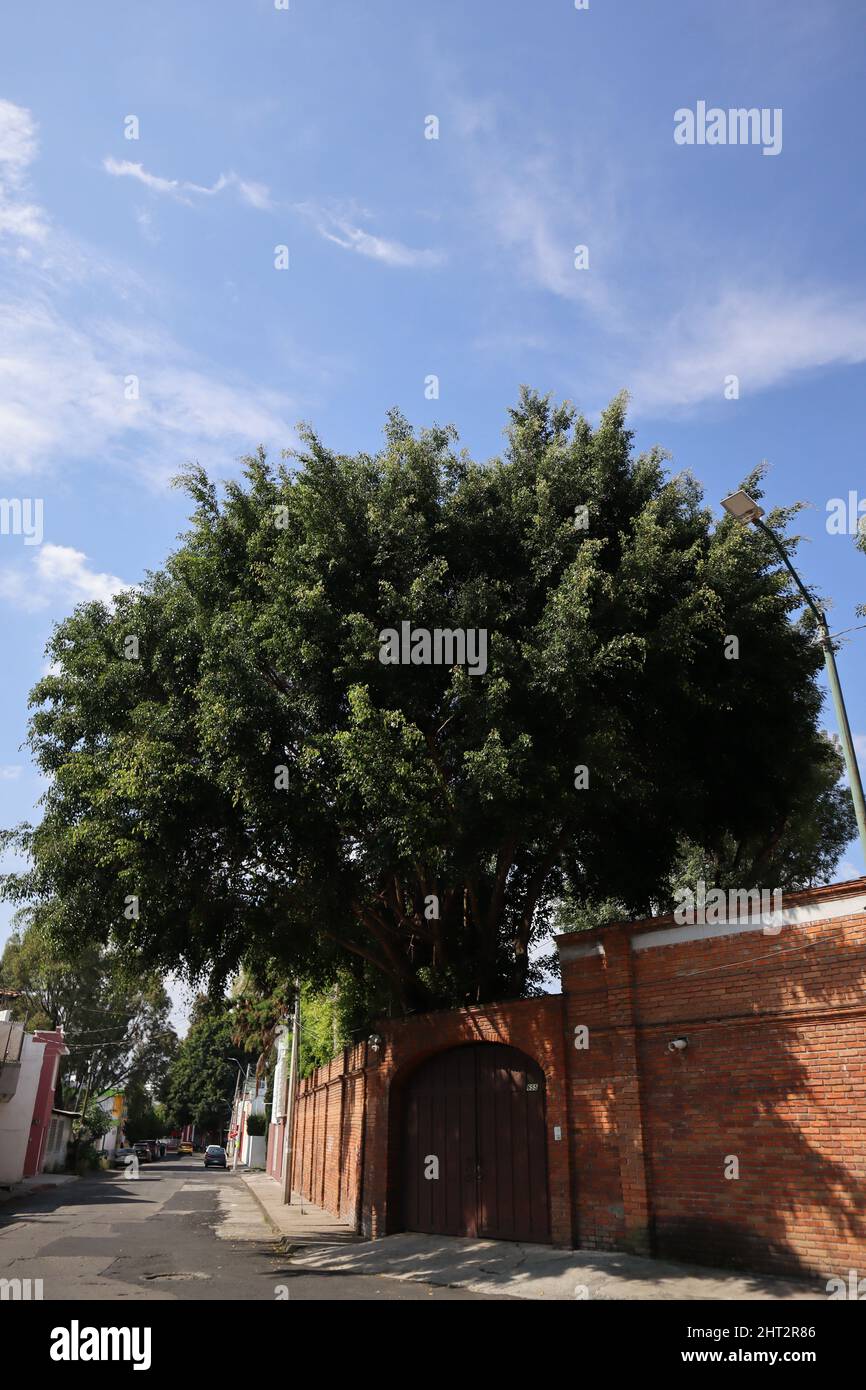 Vertical photo of a giant tree and a brick wall with a big wooden door ...