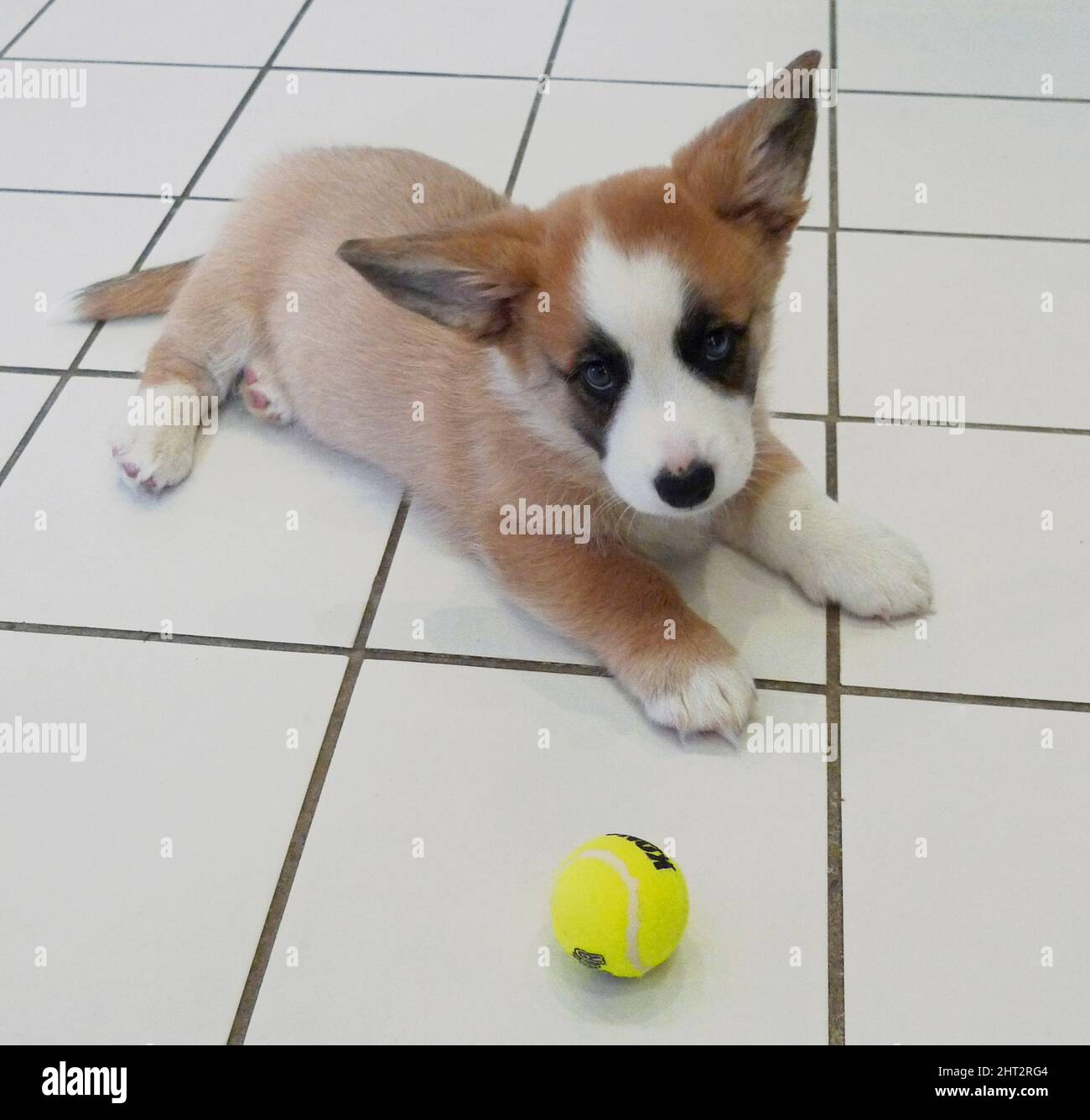 Dog puppy Welsh corgi cardigan playing with a ball Stock Photo - Alamy