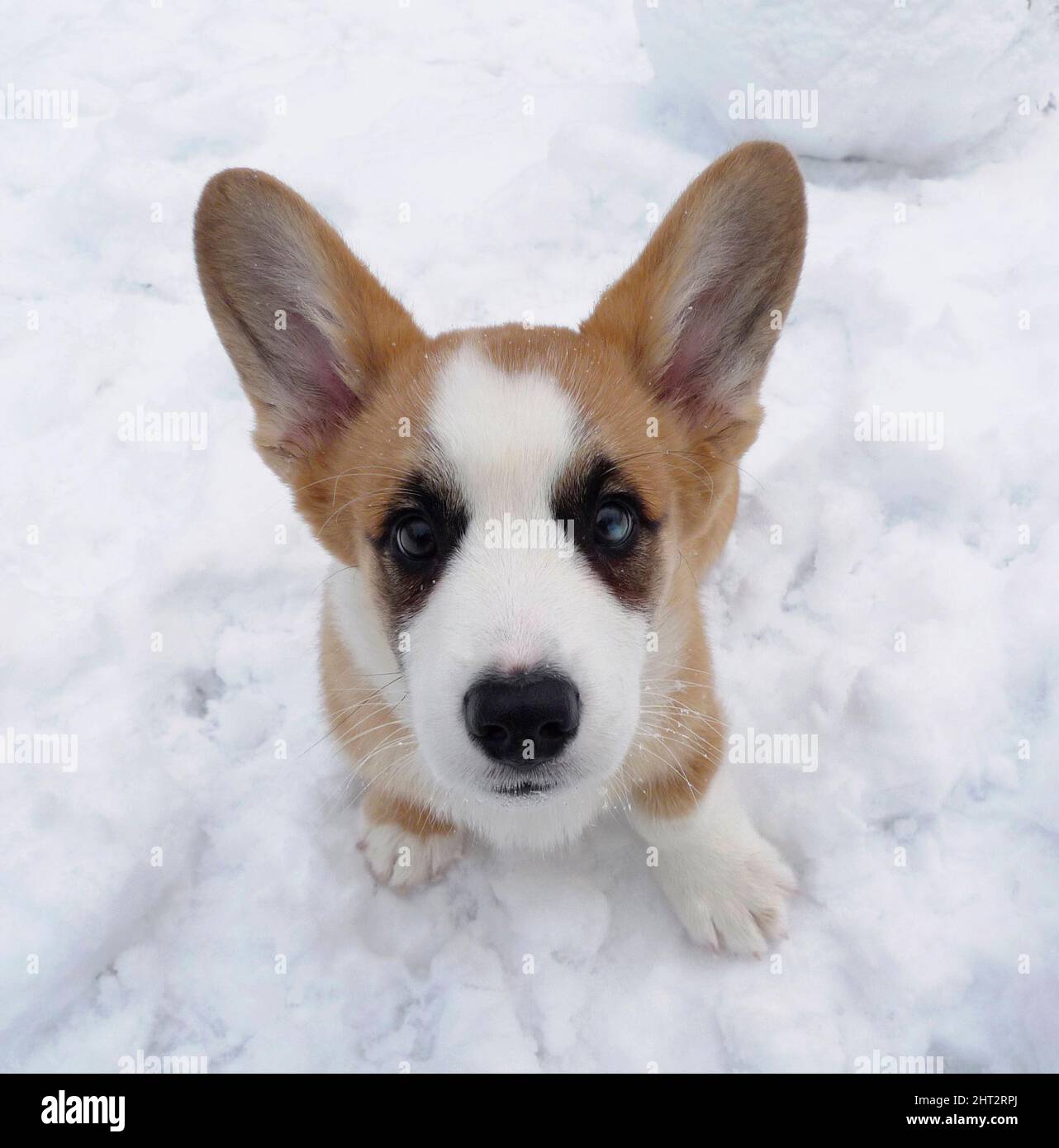 Valp hi-res stock photography and images - Alamy