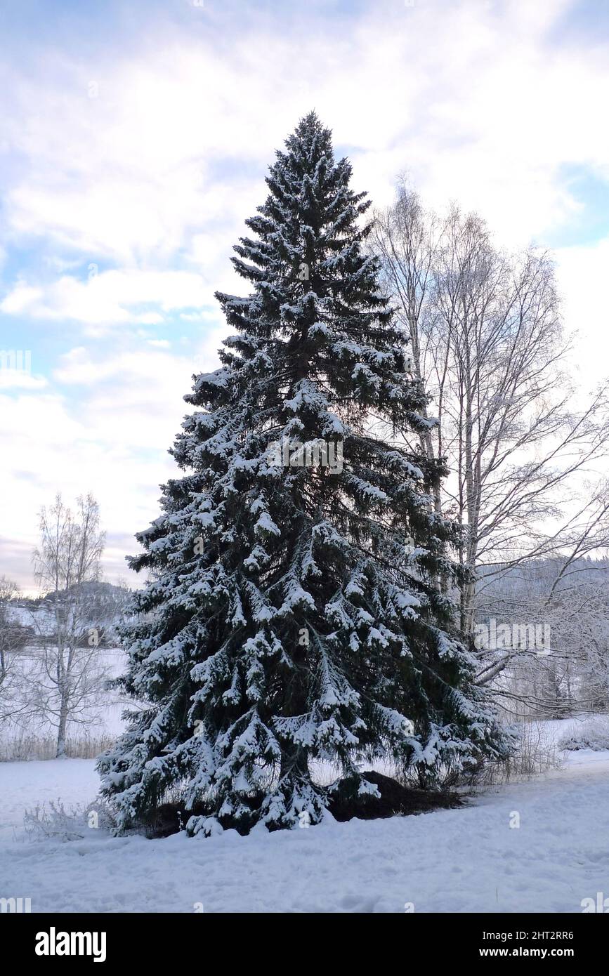 Big spruce tree hi-res stock photography and images - Alamy