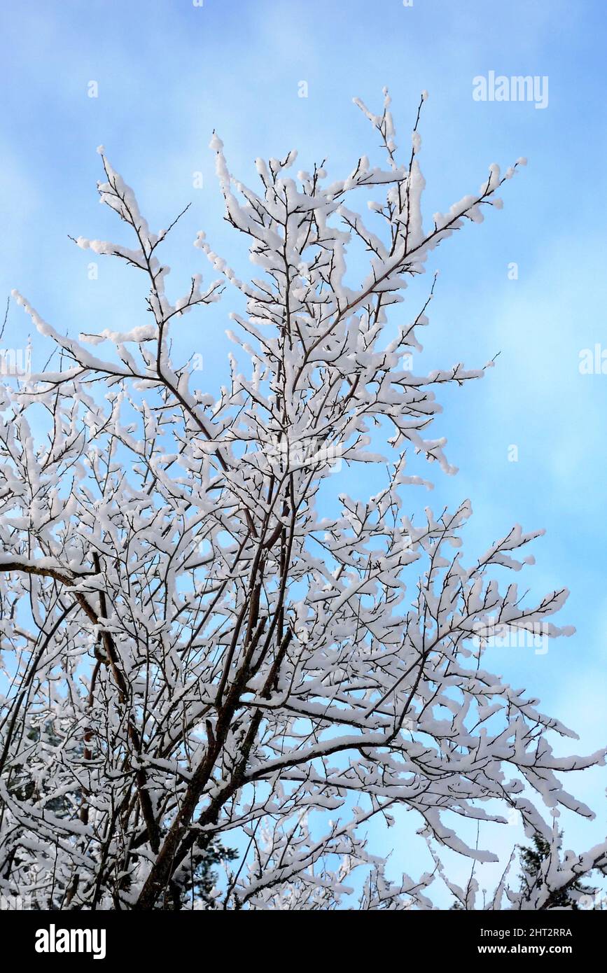Snow on plum tree Stock Photo - Alamy