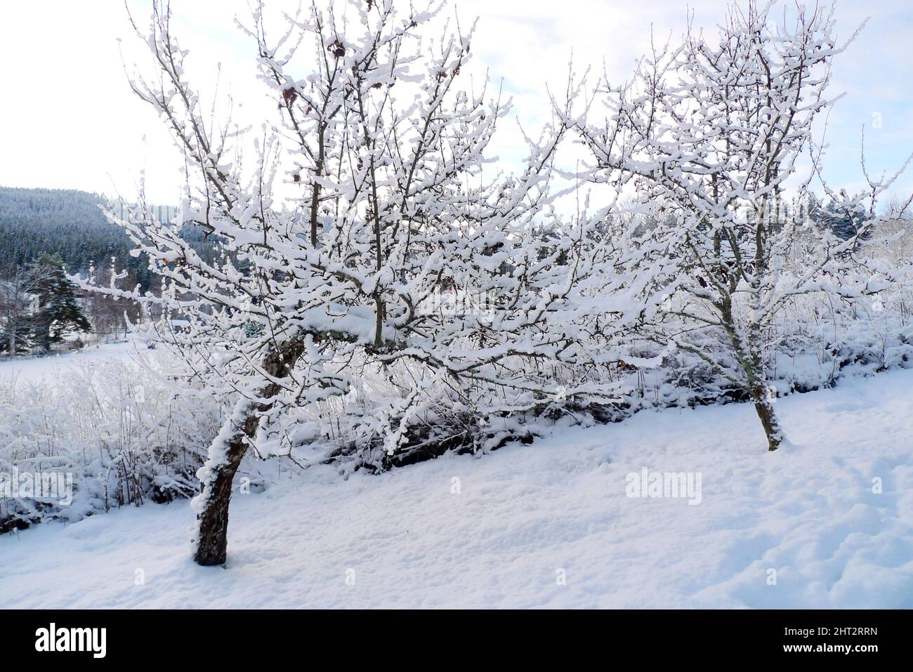 Apple Tree Spring Snow