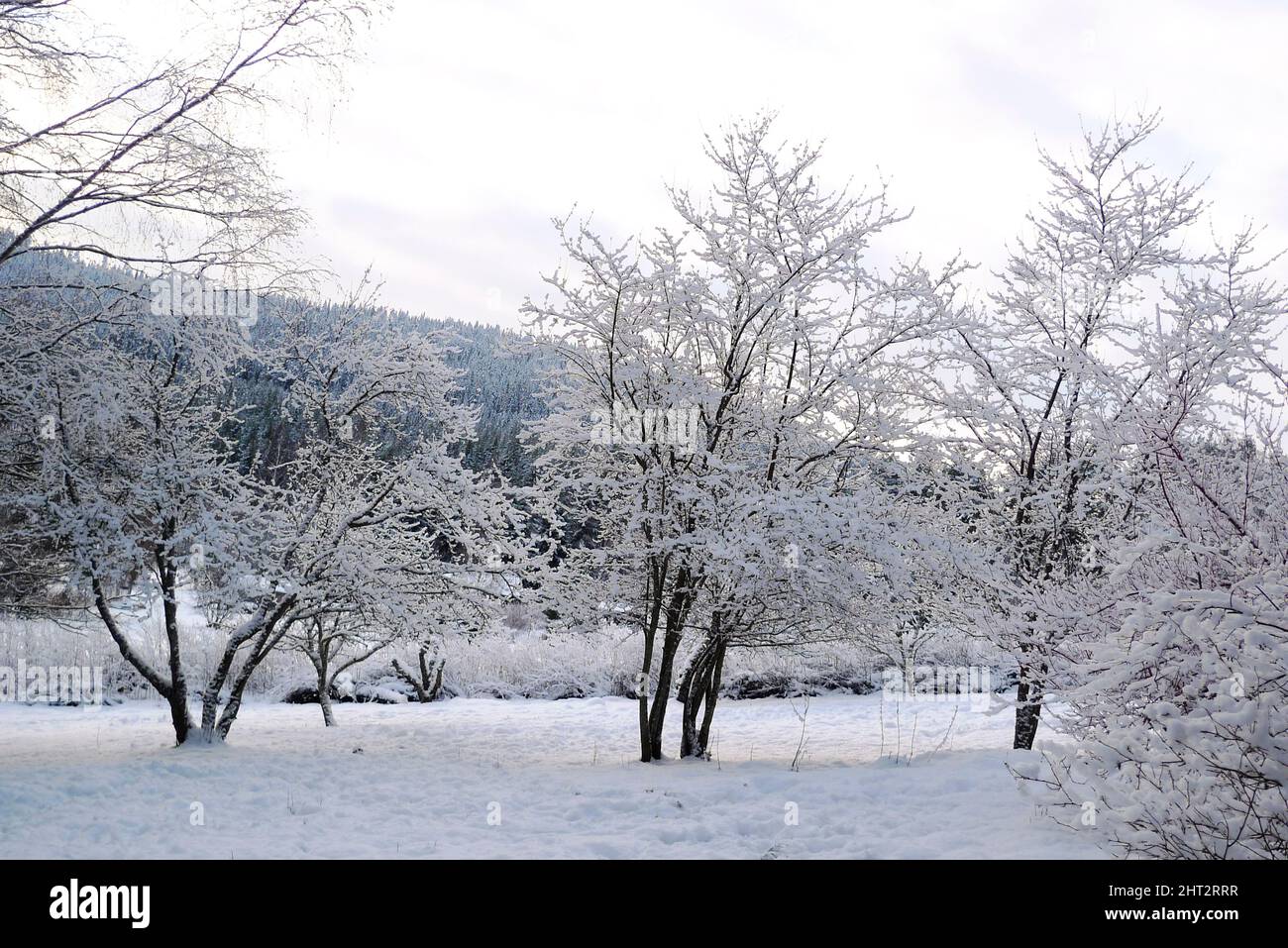 Plum trees hi-res stock photography and images - Alamy