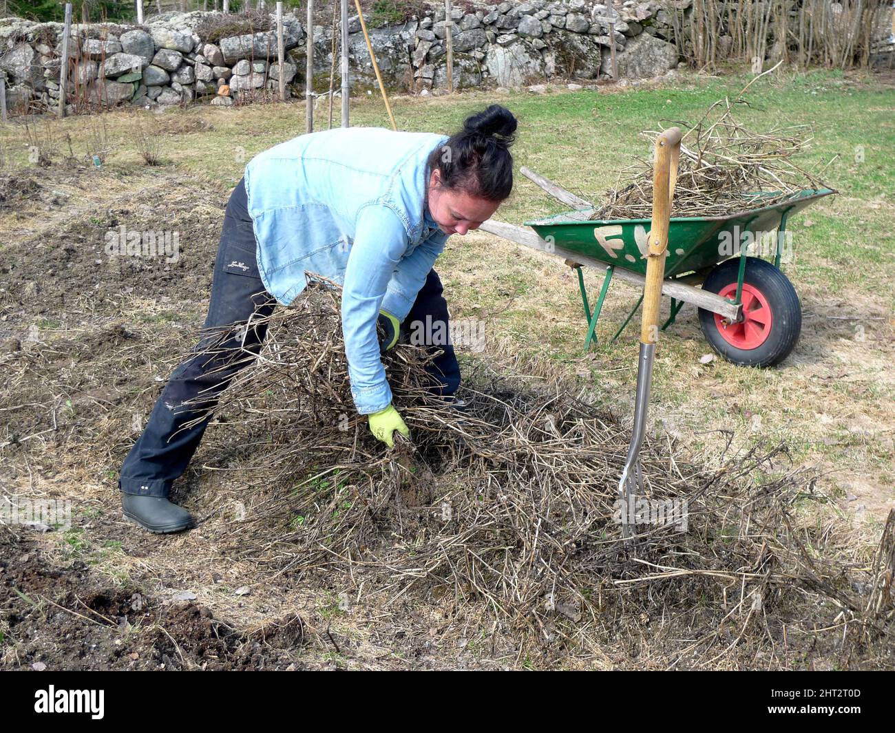 weeding in the garden Stock Photo - Alamy