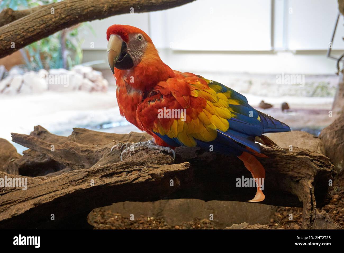 Perched adorable macaw parrot Stock Photo - Alamy