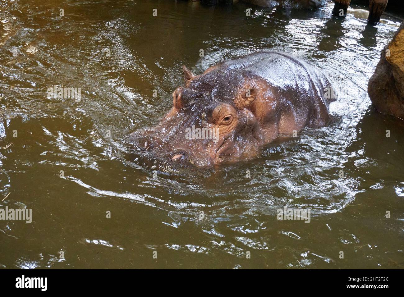 Hippo spotted in the water Stock Photo - Alamy