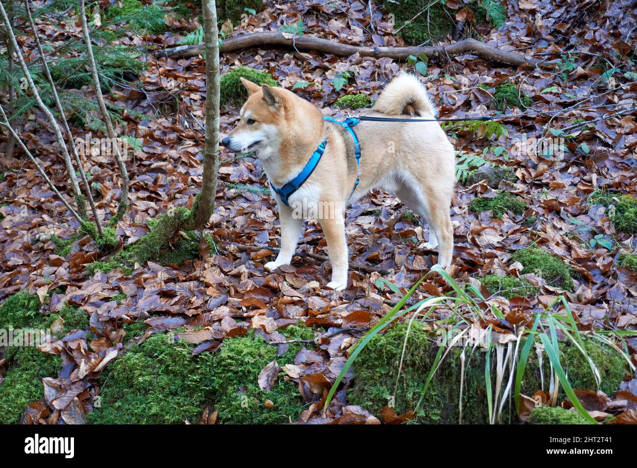 Adorable Akita with a leash in an autumn forest Stock Photo - Alamy