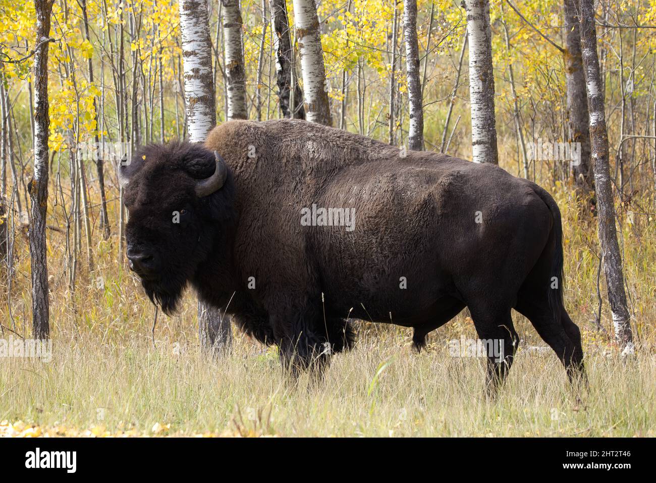 Closeup of a bison in a forest covered in yellowing trees and grass ...