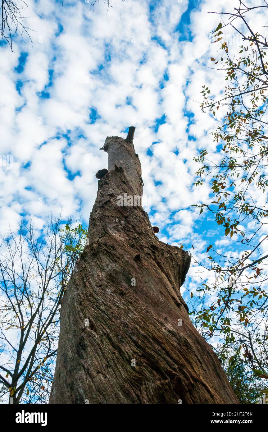 Vertical low angle shot of a tall tree trunk on the Huckleberry Trail ...