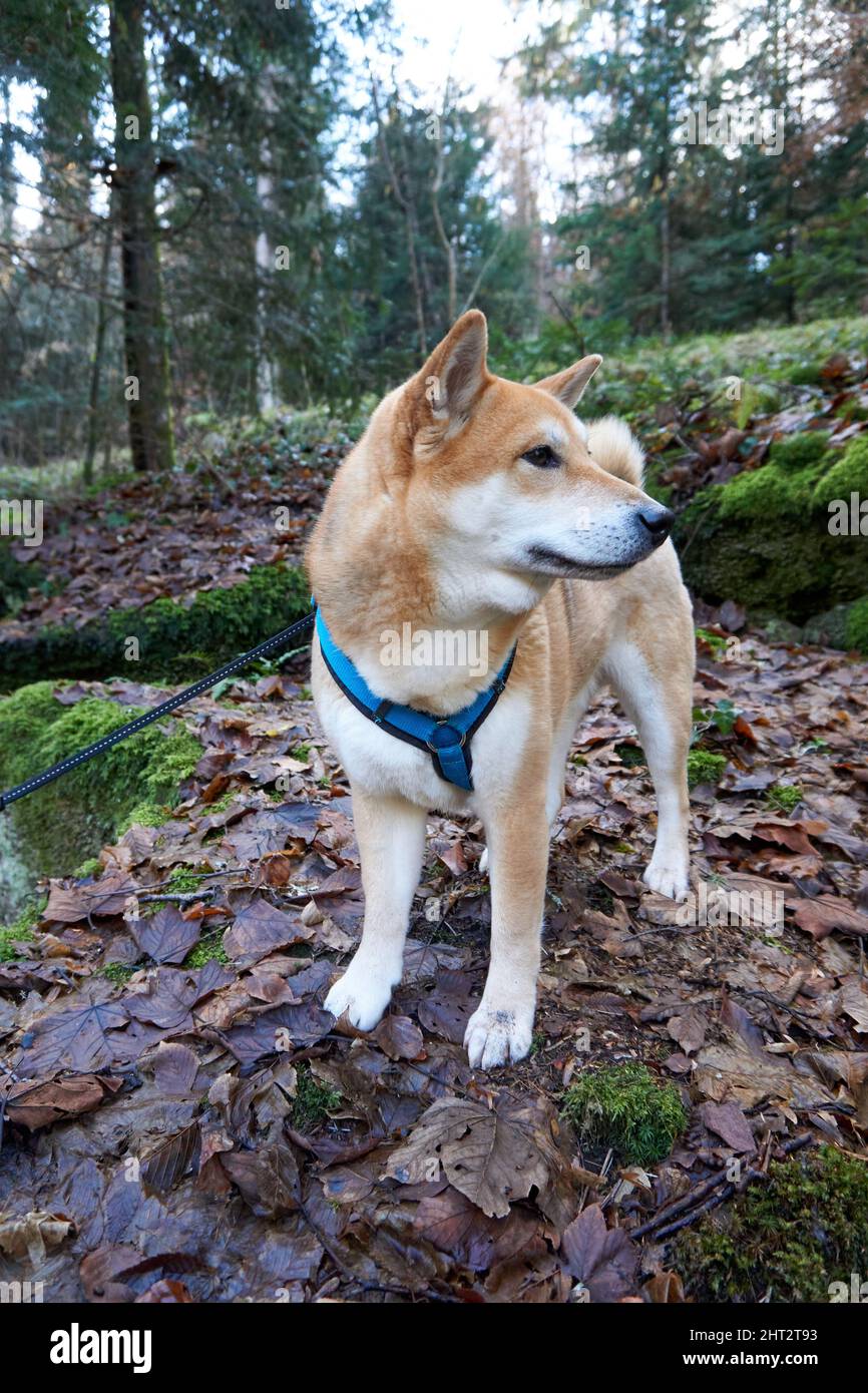 Japanese Shiba Inu dog in an autumn forest Stock Photo - Alamy