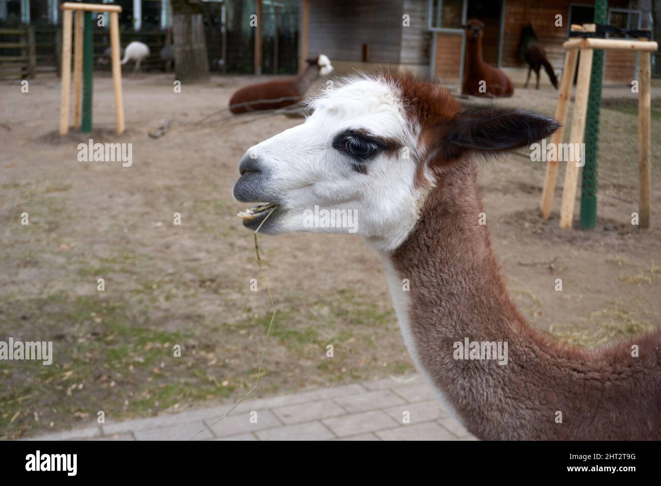 Beautiful shot of a lama in its barn Stock Photo - Alamy