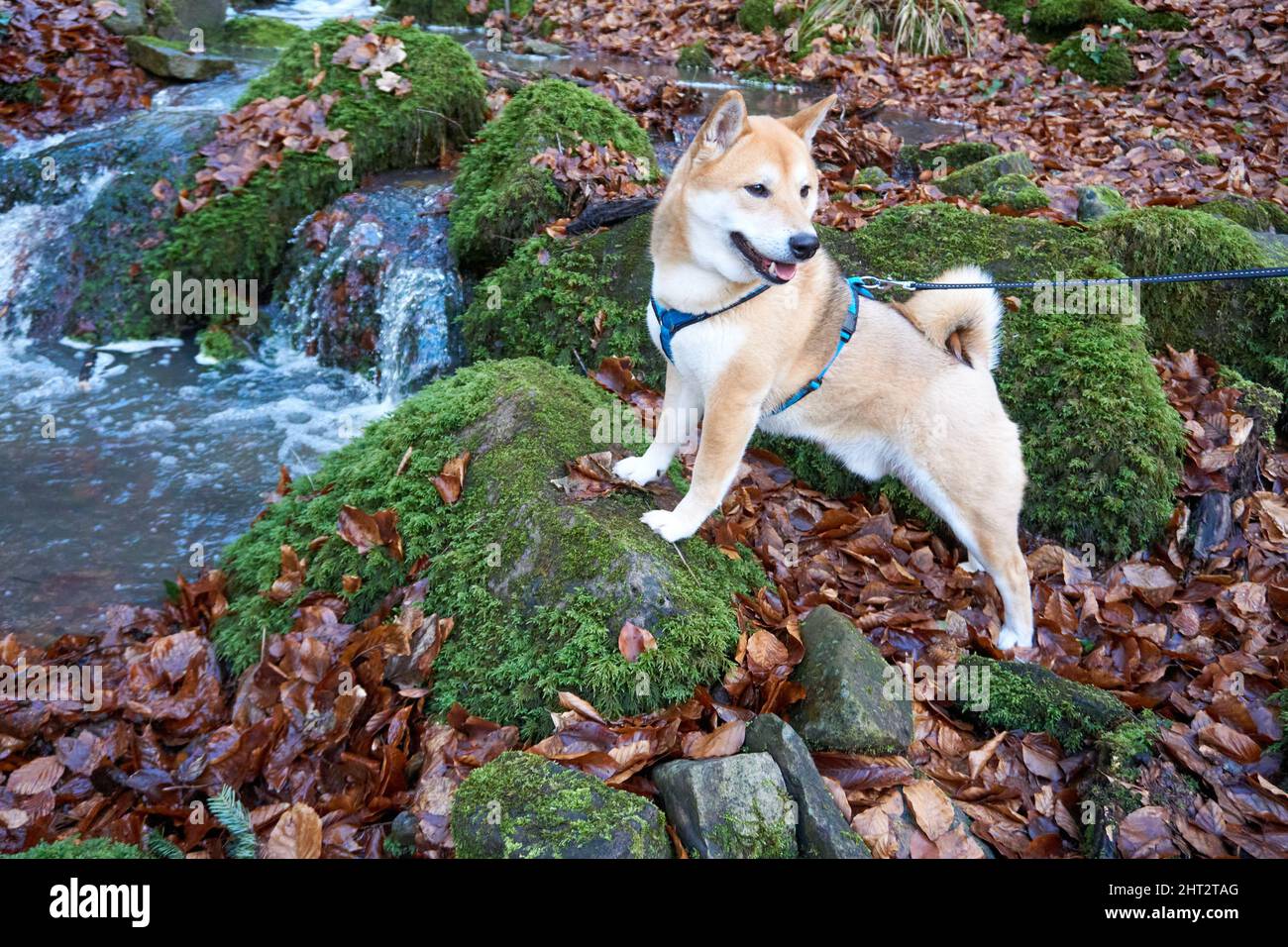 Shiba inu colors hi-res stock photography and images - Alamy