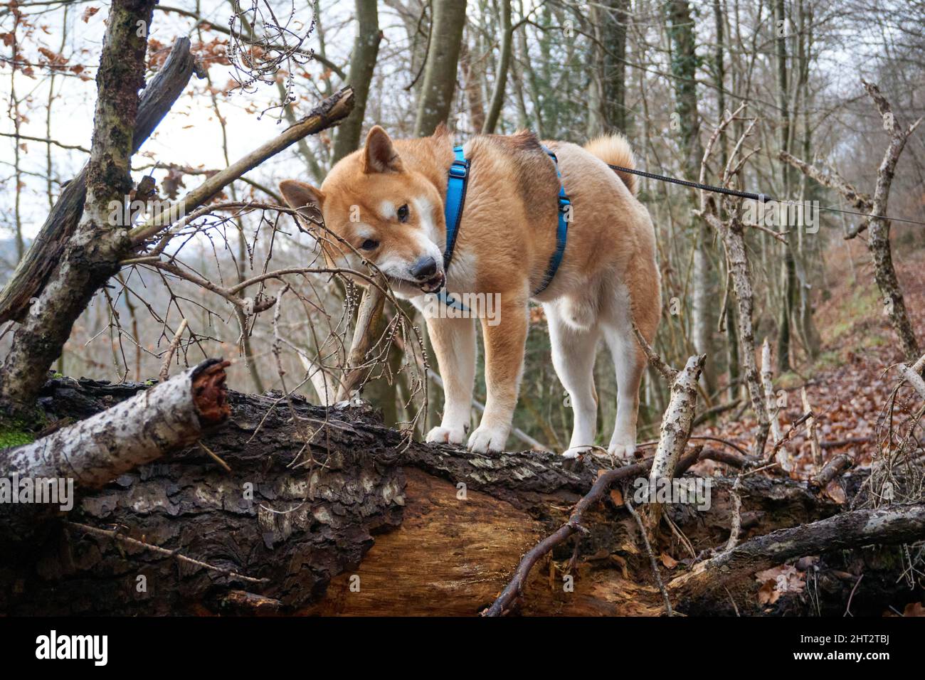 Adorable Akita with a leash in an autumn forest Stock Photo - Alamy