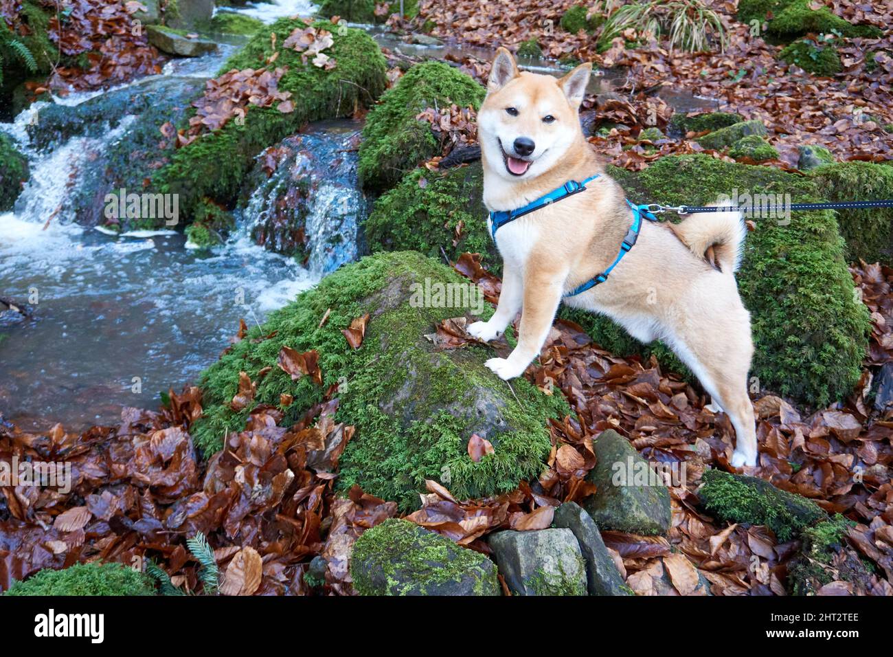Adorable Akita with a leash in an autumn forest Stock Photo - Alamy