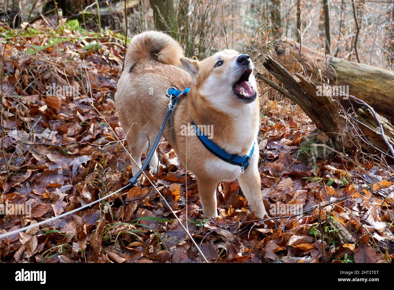 Shiba inu colors hi-res stock photography and images - Alamy