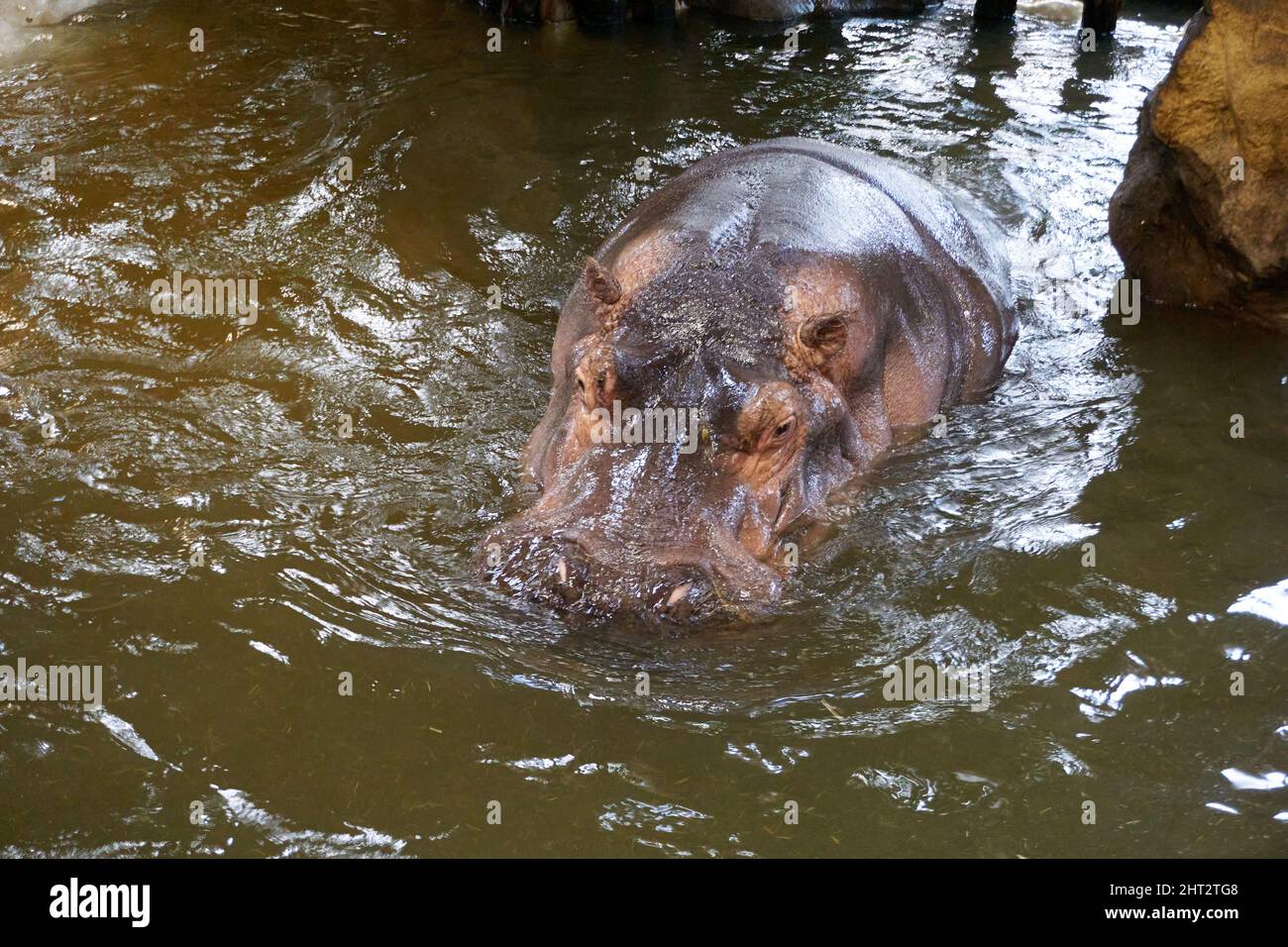 Hippo face in cartoon hi-res stock photography and images - Alamy