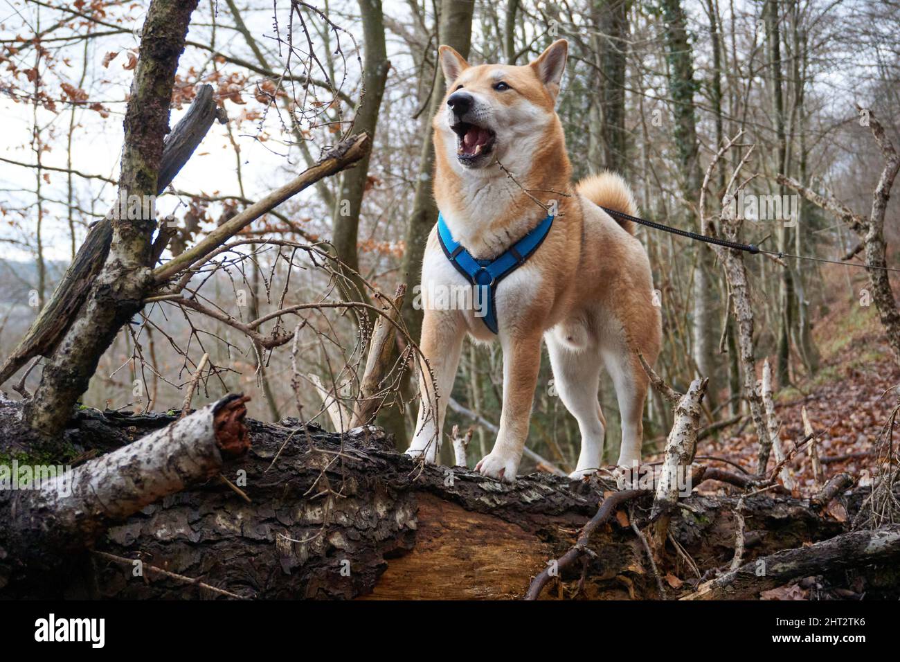 Shiba inu colors hi-res stock photography and images - Alamy
