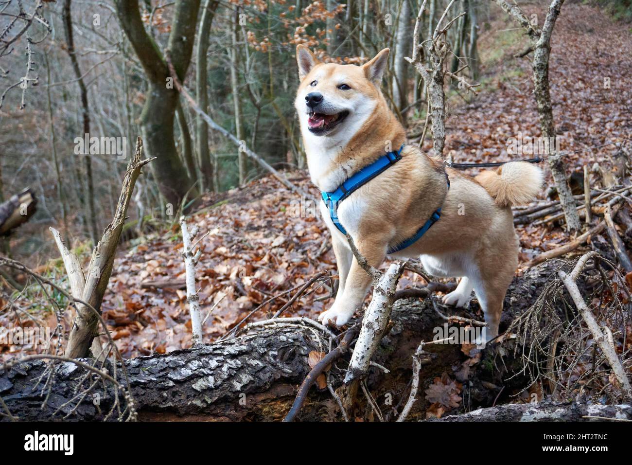 Happy shiba inu dog in the woods Stock Photo - Alamy