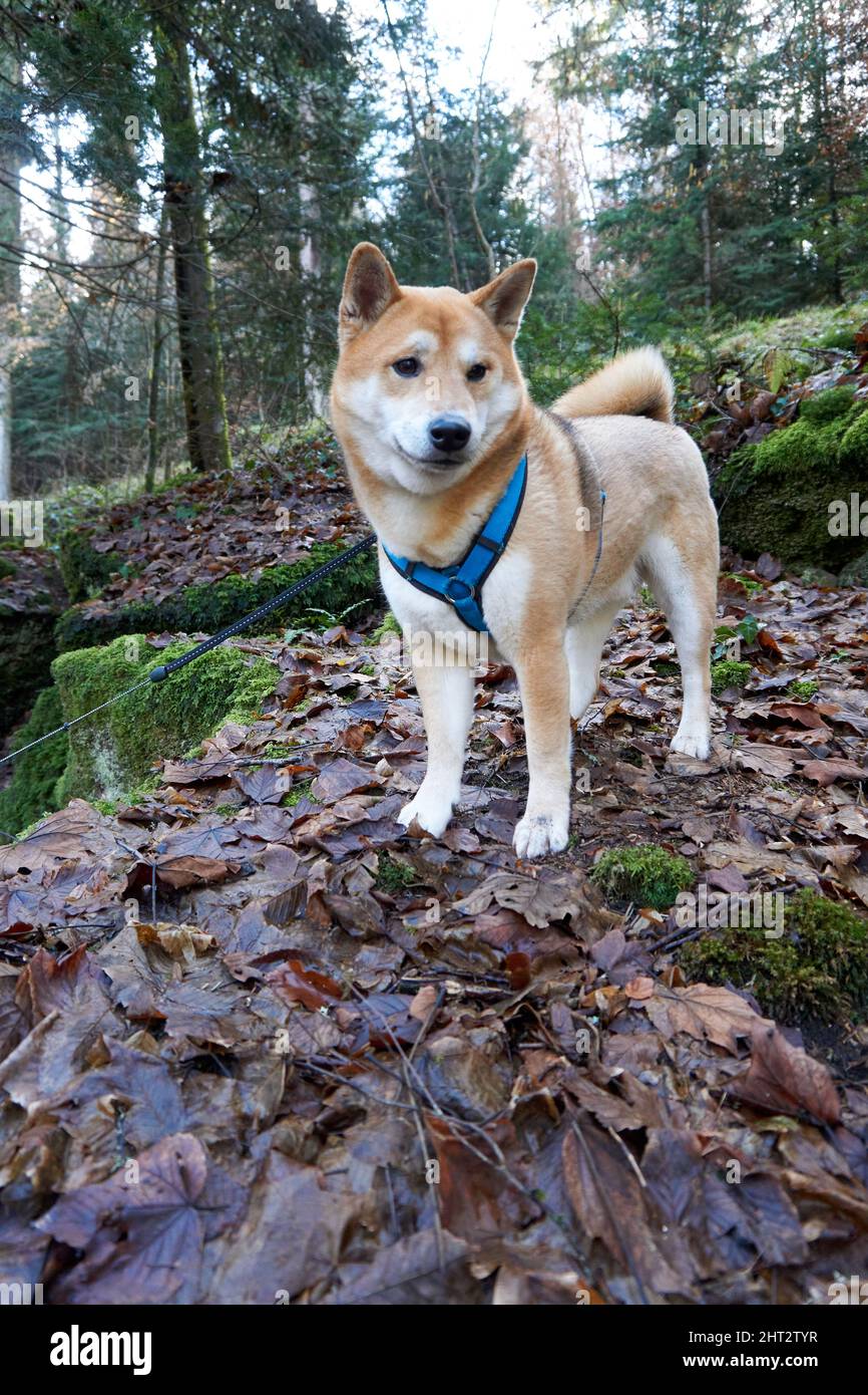 Shiba Inu dog in an autumn forest Stock Photo - Alamy