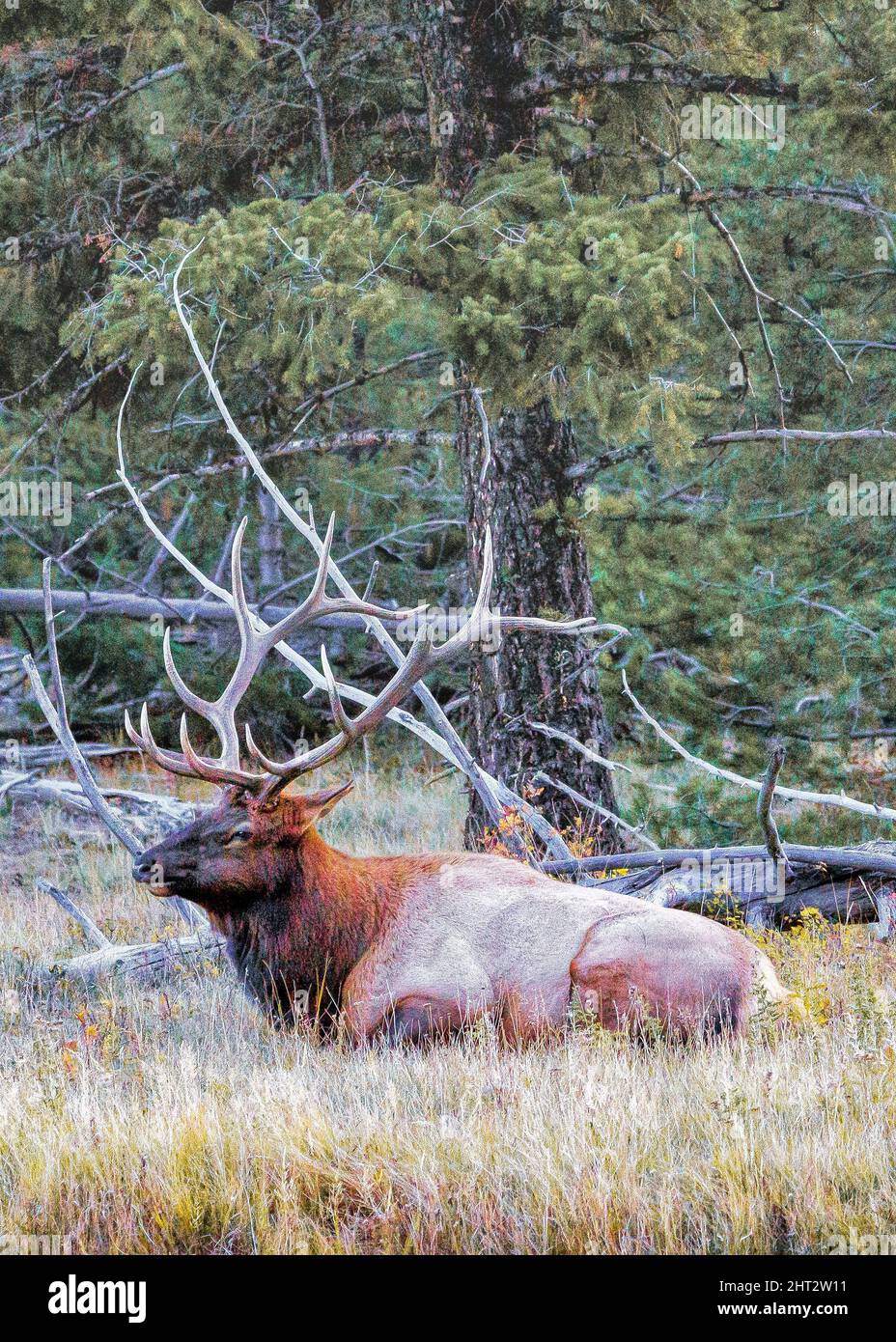 Vertical shot of an elk resting in a forest Stock Photo - Alamy