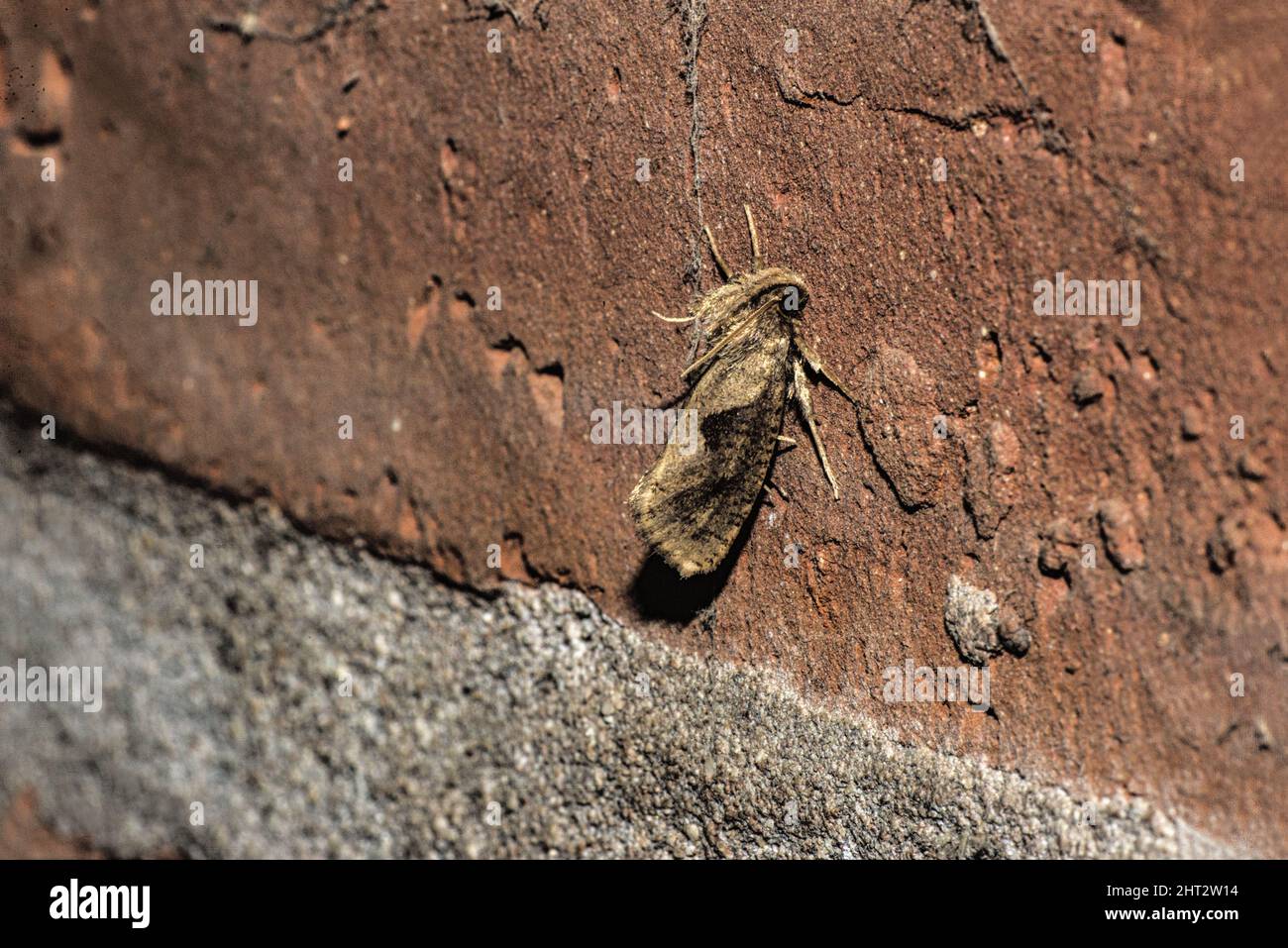Shallow focus of a small moth sticked to a brick wall of a house Stock ...