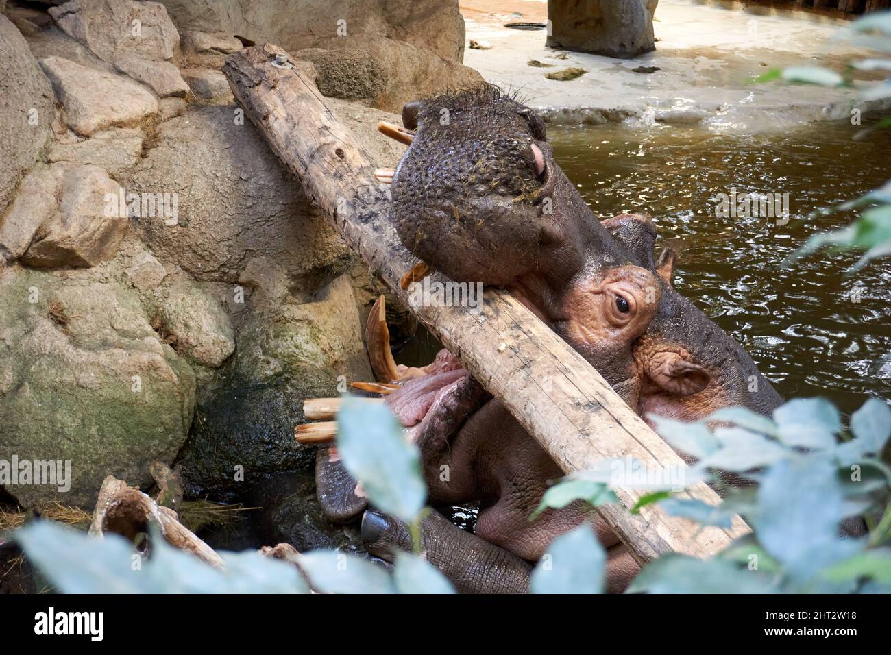 Hippopotamus biting wood in the water Stock Photo - Alamy