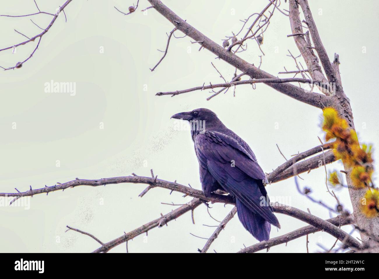 Low angle shot of a black crow on a tree branch Stock Photo - Alamy