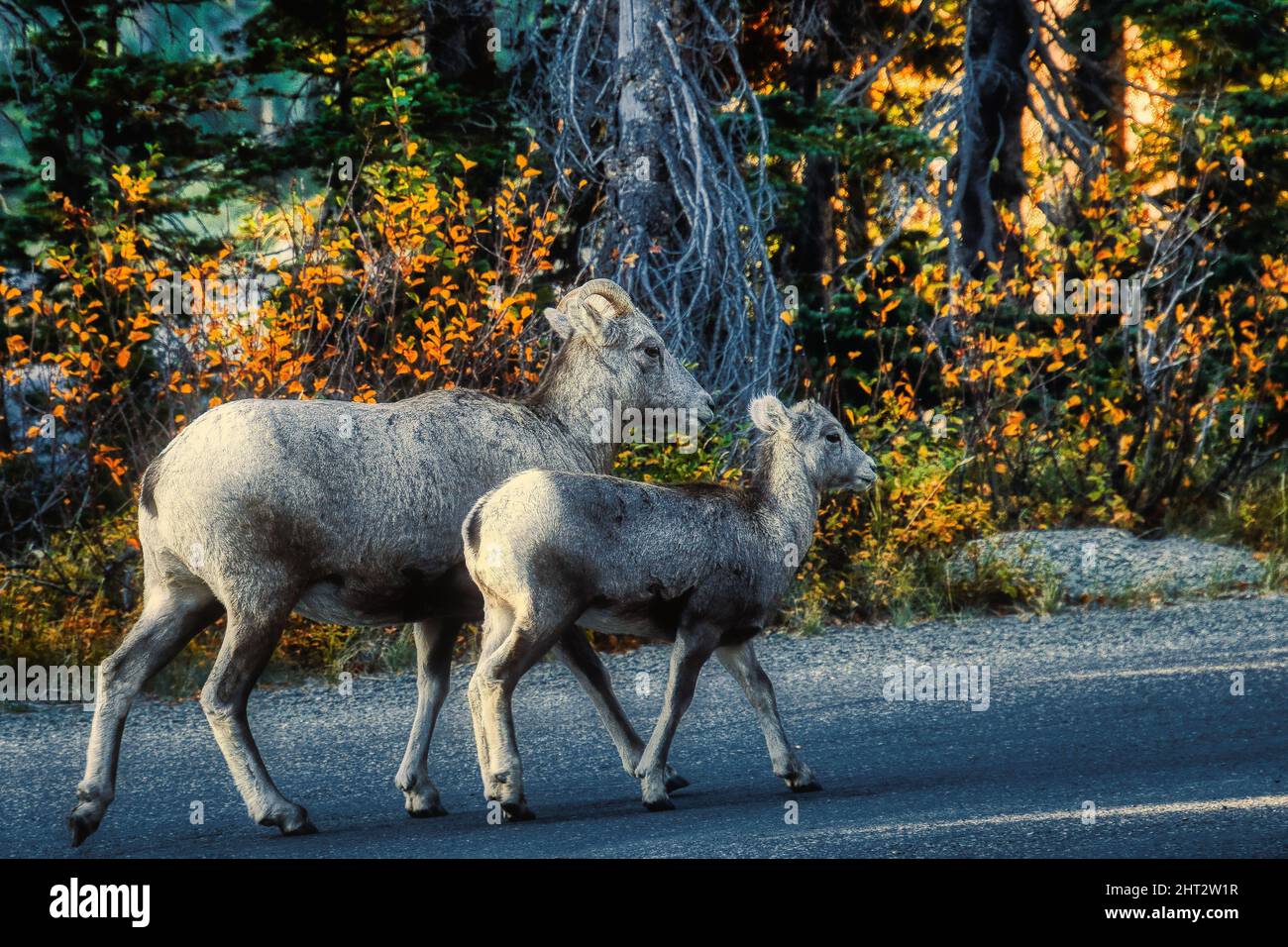 Mountain goat and a baby mountain goat on a rural road Stock Photo - Alamy