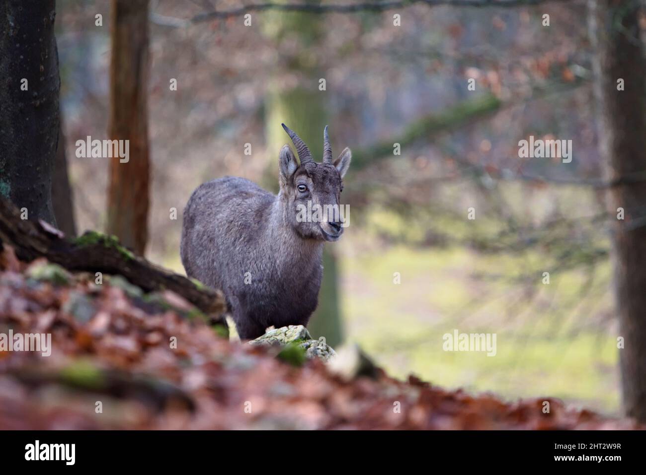Goral animal hi-res stock photography and images - Alamy