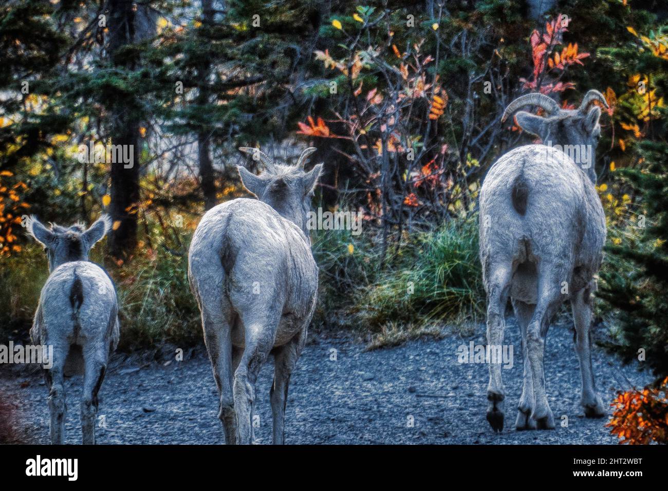 Back view of three different sized mountain goats standing in a row ...