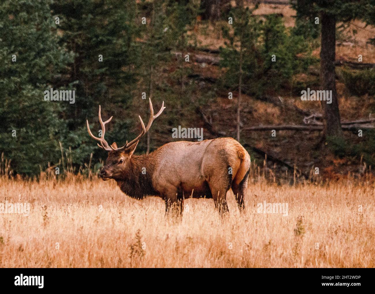 Brown white elk walking around on a valley Stock Photo - Alamy