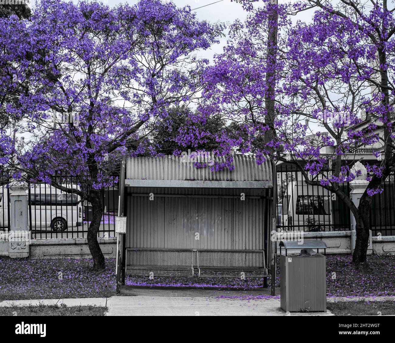 Beautiful view of a covered bench outdoors with purple Blue Jacaranda ...