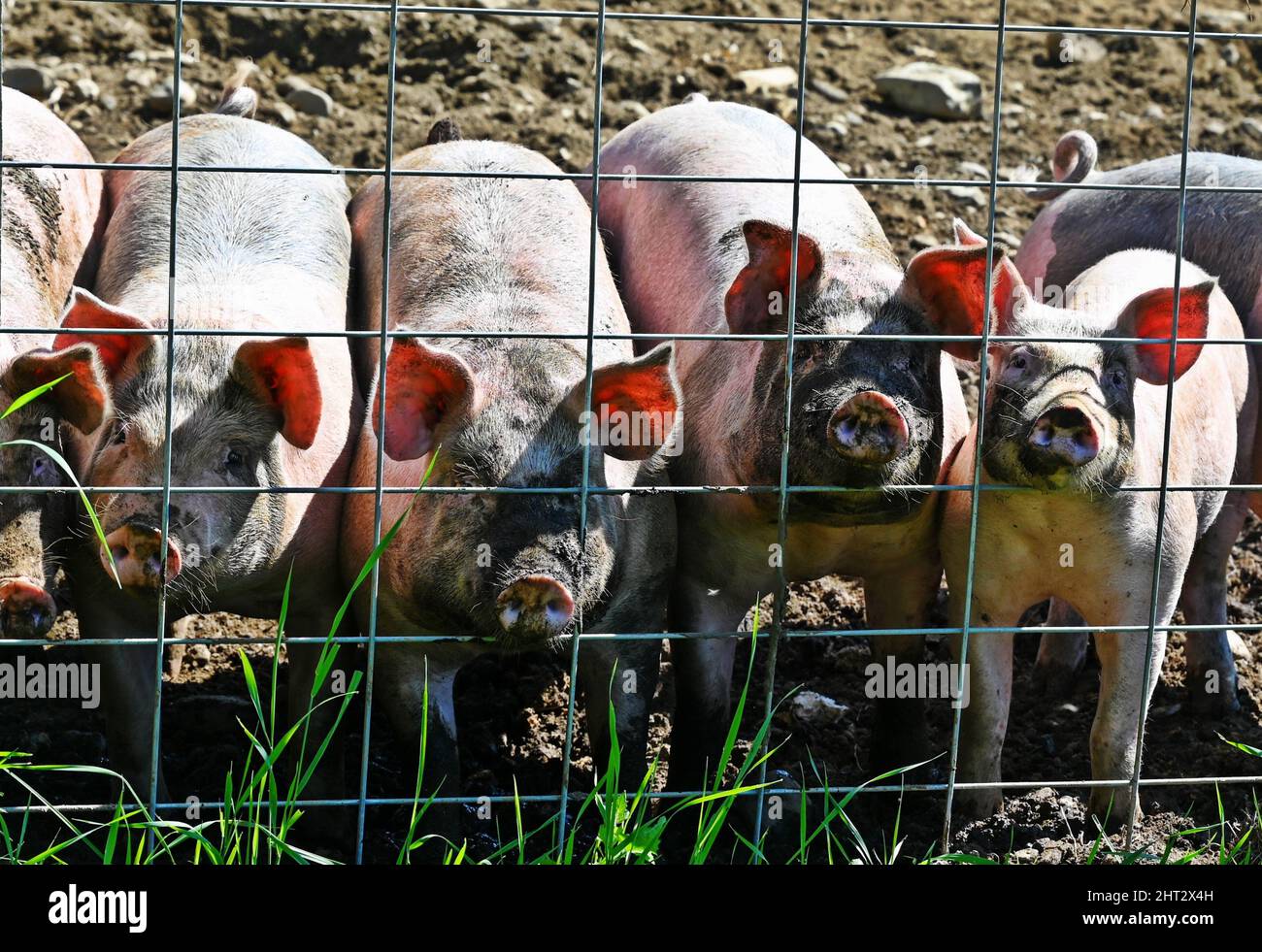 Pig behind wire fence hi-res stock photography and images - Alamy