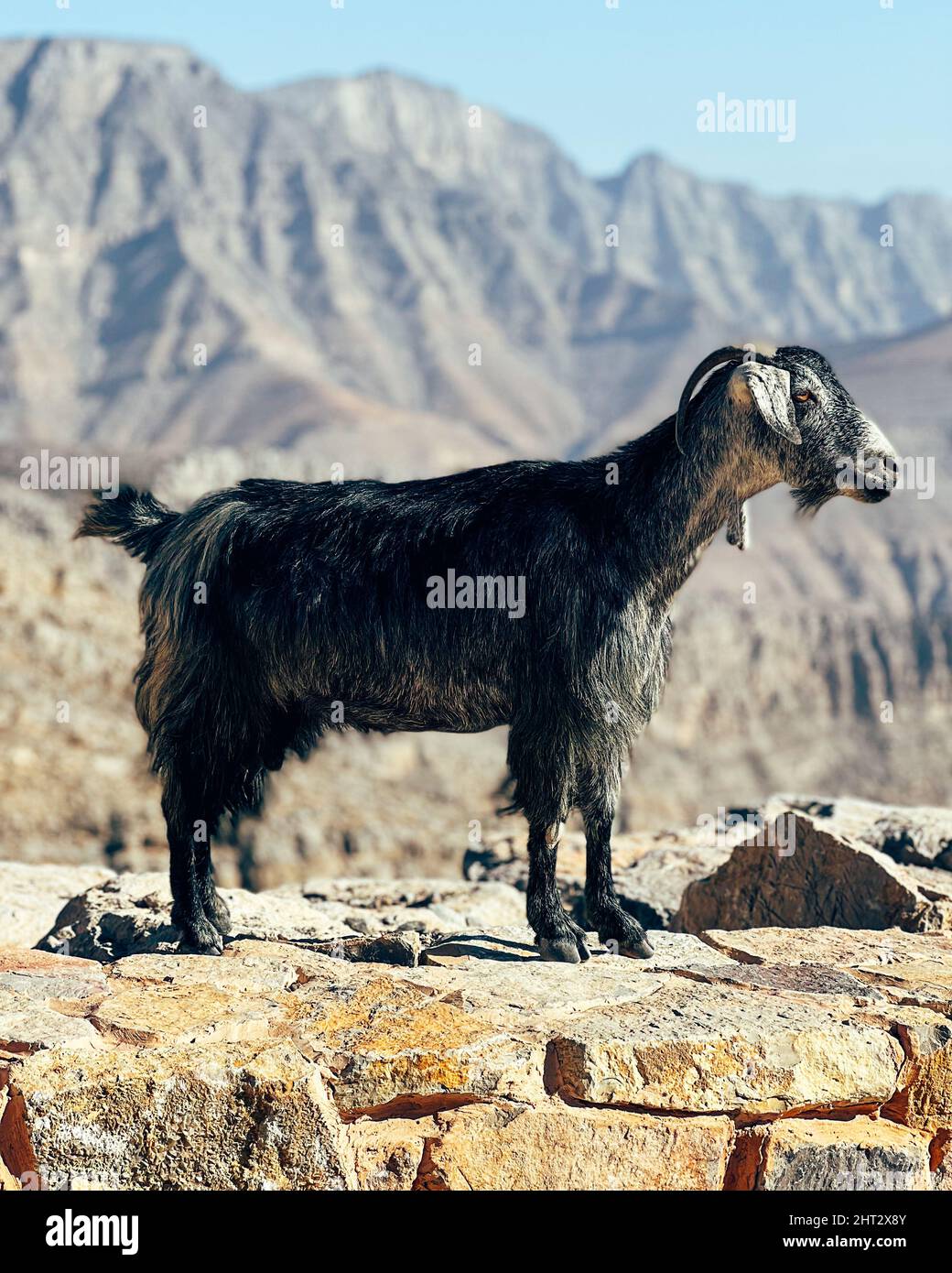 Vertical shot of a black goat in Dubai, UAE Stock Photo - Alamy