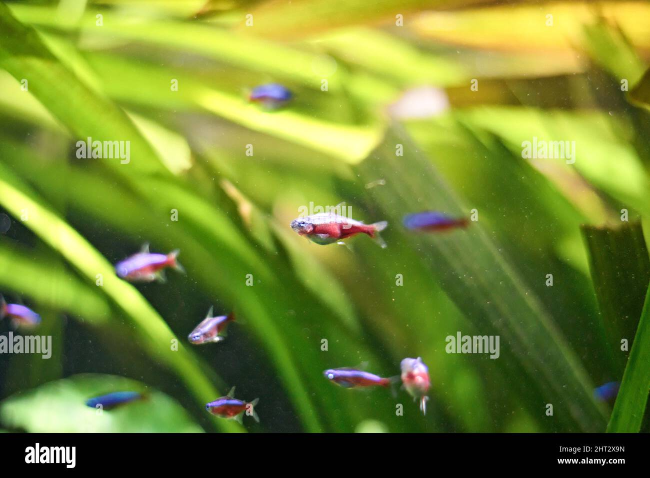 Closeup of small fish swimming under the water Stock Photo - Alamy