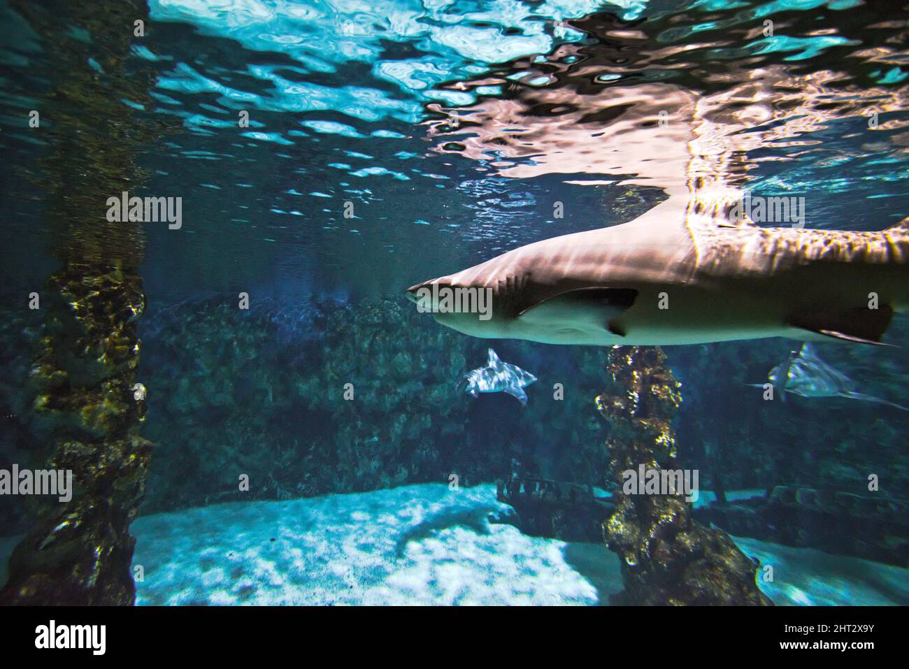 Closeup of a shark under the sea Stock Photo - Alamy